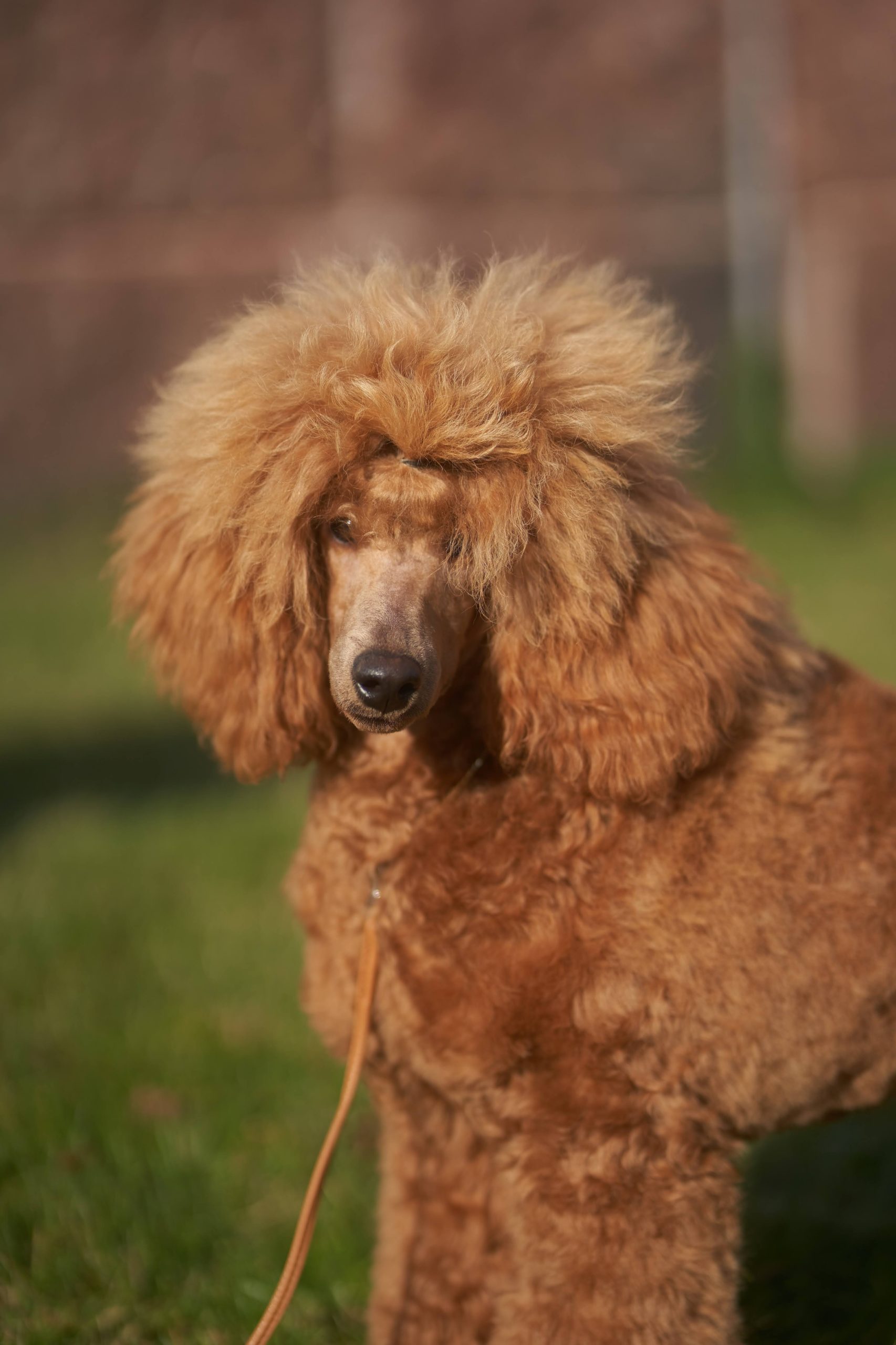 Mignonette Albert le Grand Unique – Kennel Mignonette